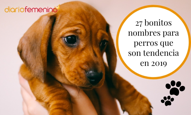 27 bonitos nombres para perros que son tendencia en 2019 27 bonitos nombres para perros que son tendencia en 2019